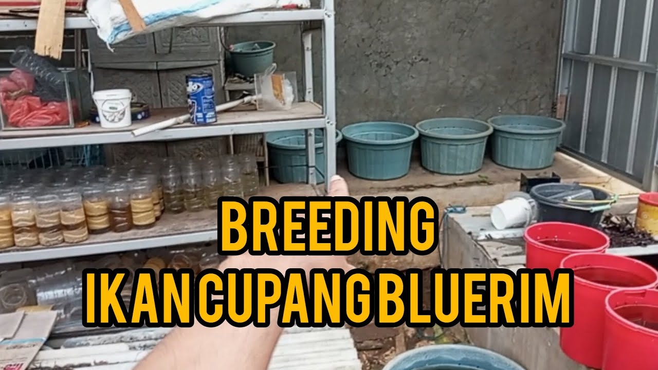 BREEDING IKAN CUPANG BLUERIM || PART 3 - YouTube