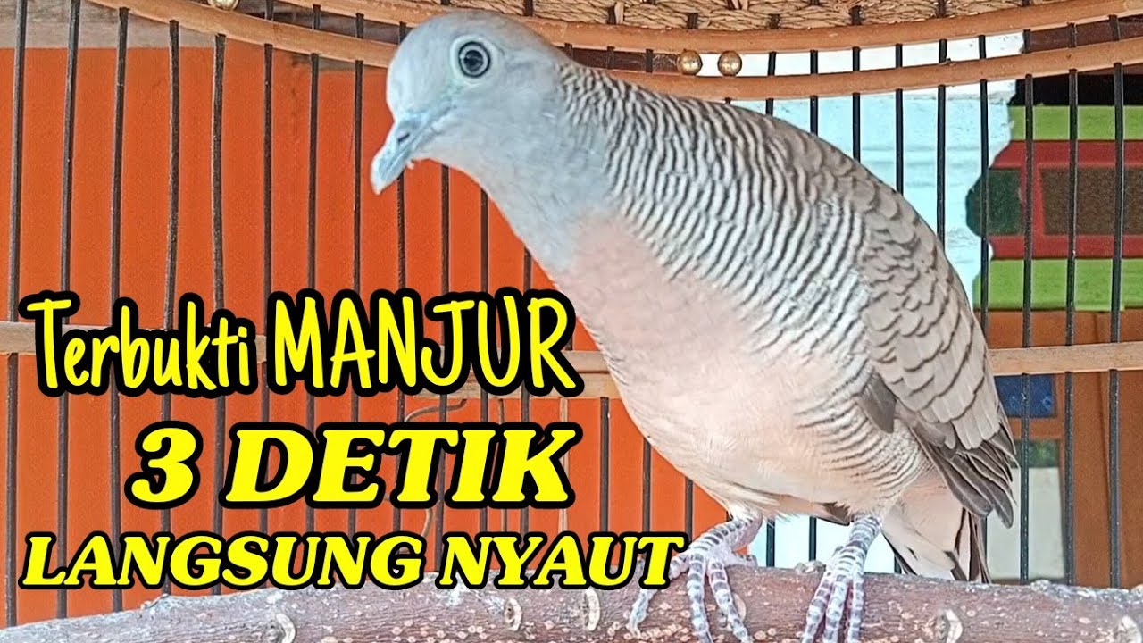 Pancingan perkutut Terbukti MANJUR 3 detik Langsung NYAUT - YouTube