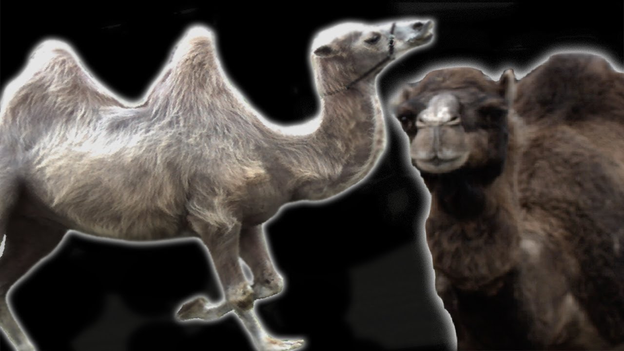 Epic Camel Riding FAIL | BBC Earth Explore - YouTube