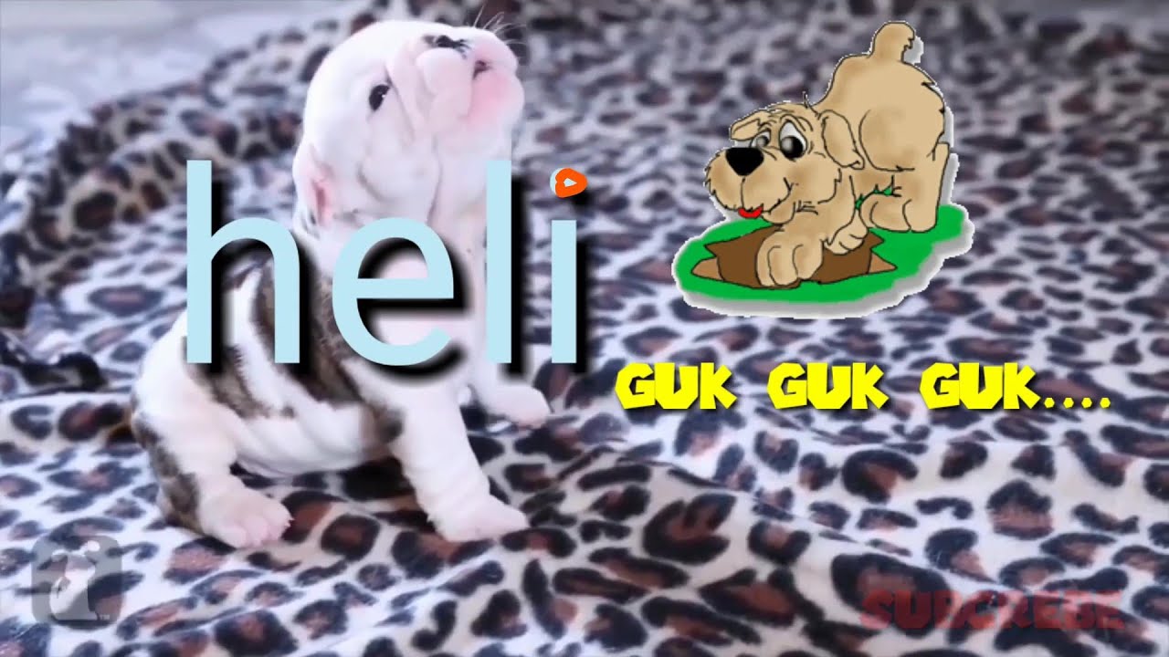 Heli guk guk - YouTube
