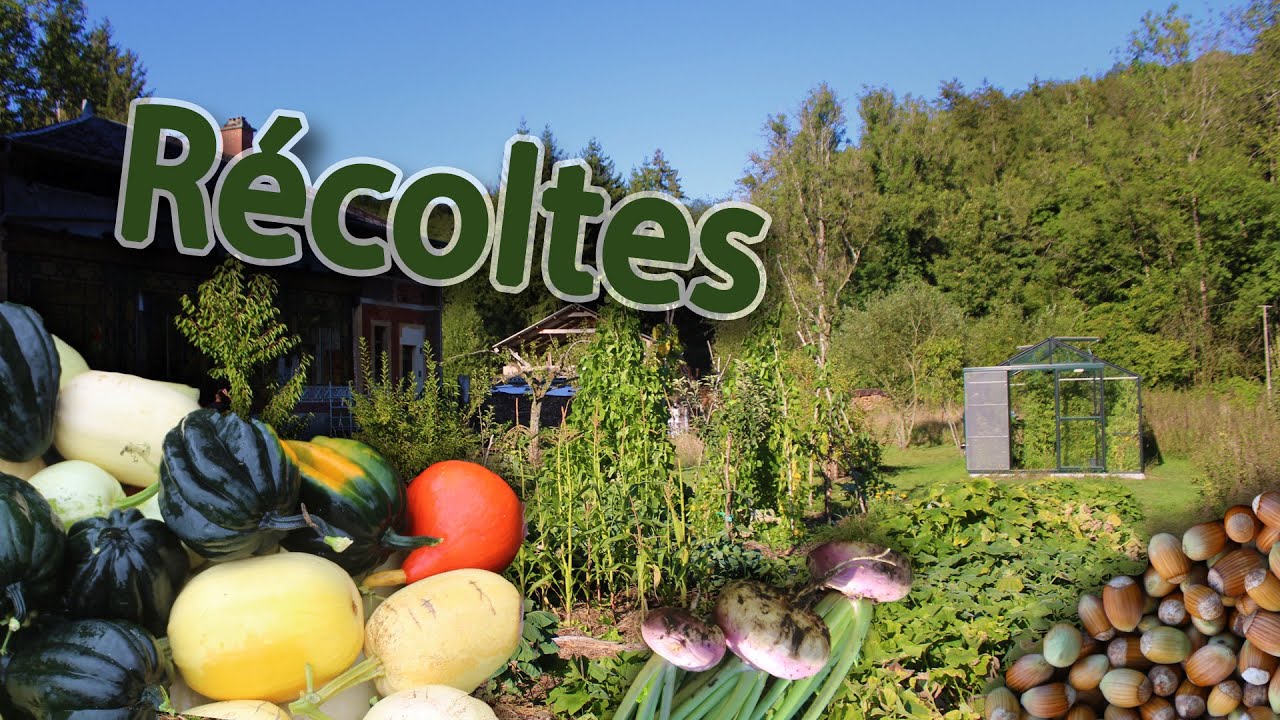 Le temps des récoltes. Quoi de neuf au potager ? Fin octobre - YouTube