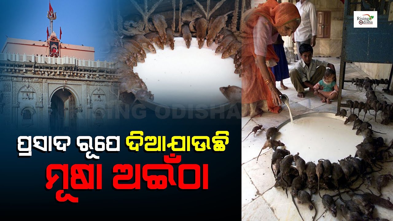Temple of Rats: Karni Mata Temple in Bikaner, Rajasthan | Goddess Karni ...