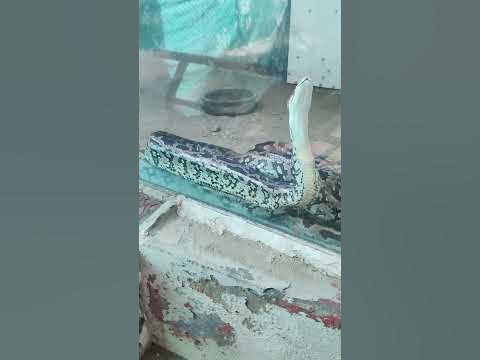 Dancing python at Indroda park Gandhinagar - YouTube
