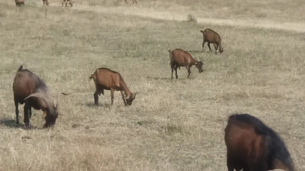 Caprele din rasele alpina franceză și saanen. - YouTube