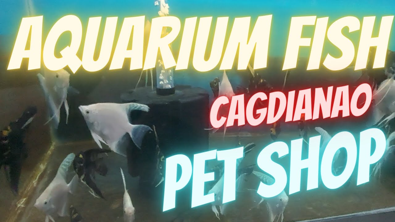PET SHOP AQUARIUM FISH CAGDIANAO DINAGAT ISLANDS /// AQUARIUM FISH PET ...