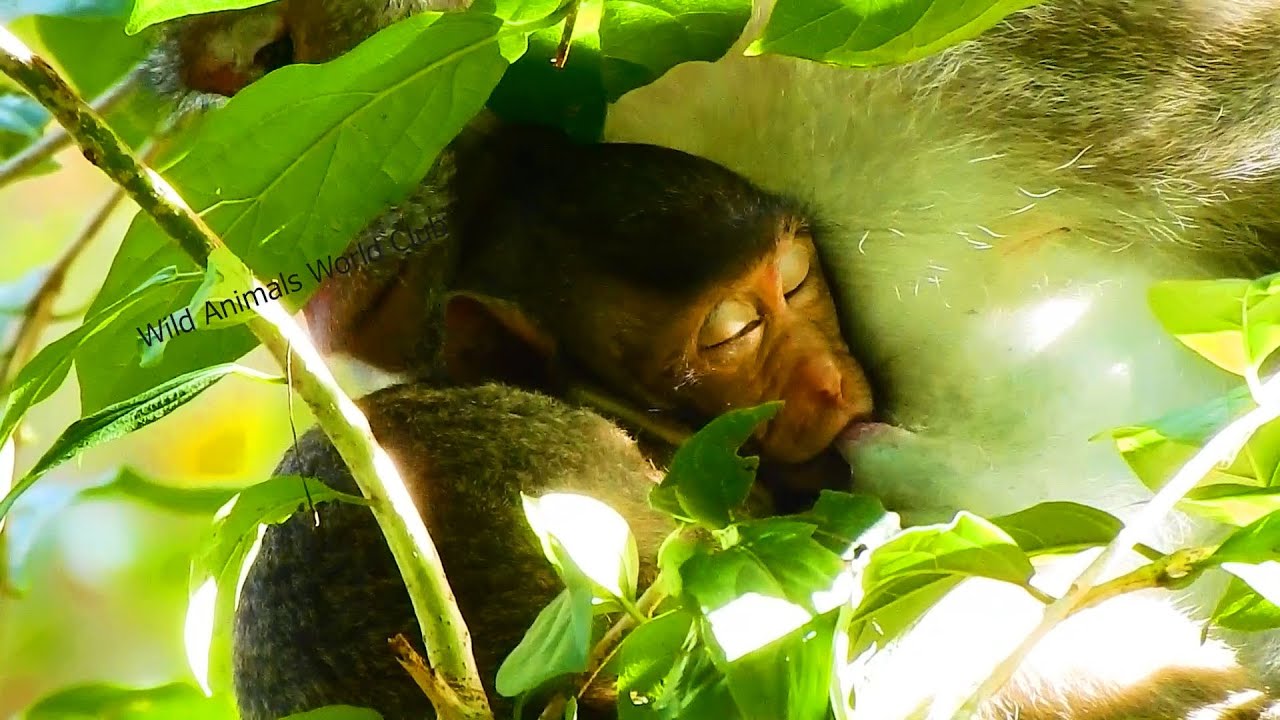Cutest Baby Jazzy Monkey Really Needs The Delicious Milk | @Wild ...