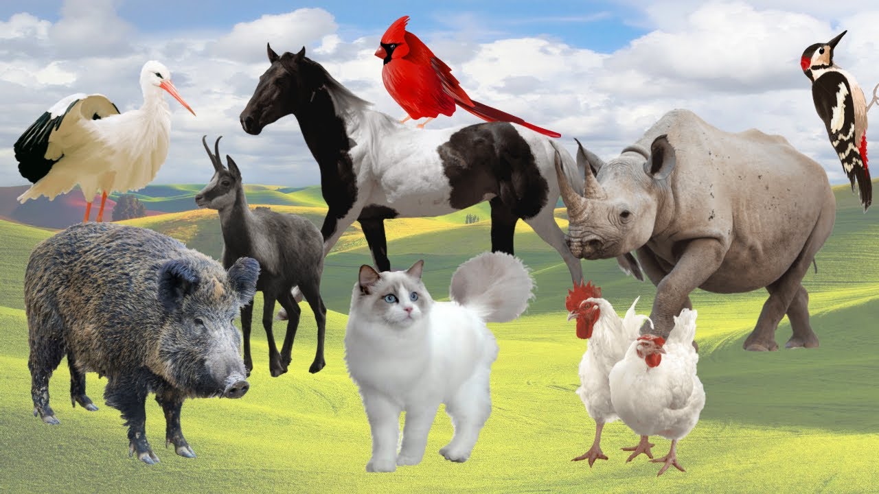 Wild Animal Sounds: Boar, Rhinoceros, Sses, Cat, Stork, Rooster ...