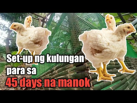 SET-UP SA KULUNGAN NG 45 DAYS NA MANOK (ROMEO OSCAR PH. - YouTube