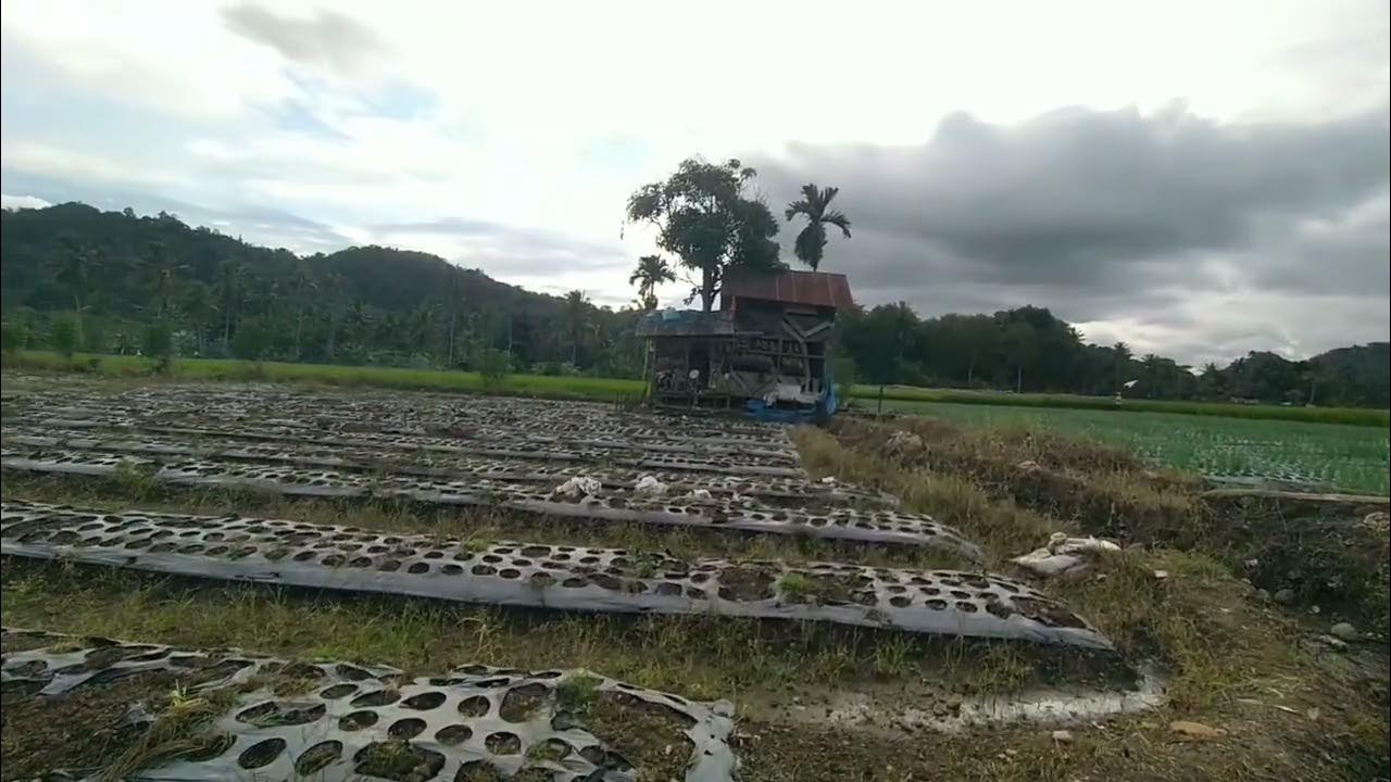 VLOG JALAN JALAN DI PERSAWAHAN - YouTube