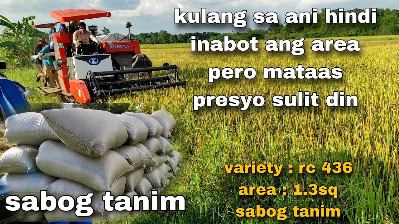 Anihan RC 436 Rice Variety sabog Tanim Jo Wel YouTube