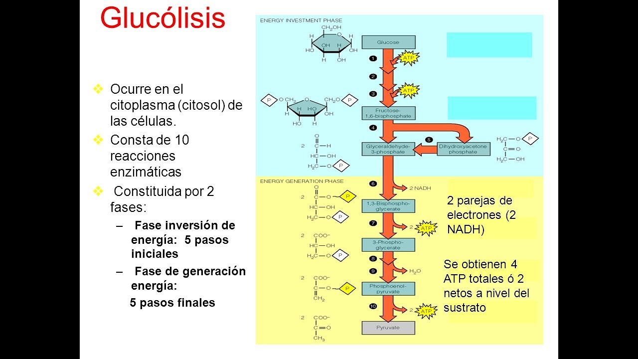 Glucólisis (tema completo) - YouTube