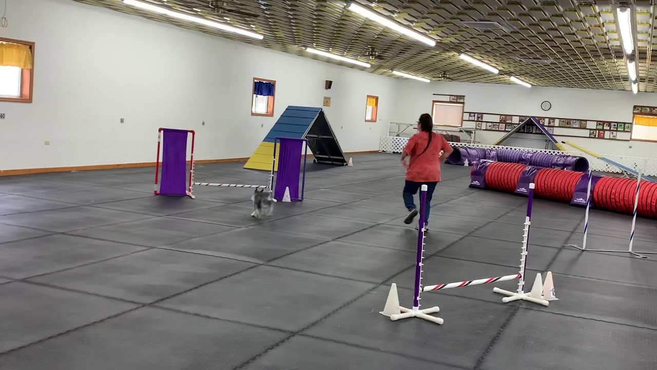 Sunday January 5th,2020 NATIONAL DOG AGILITY LEAGUE “Practice Run ...
