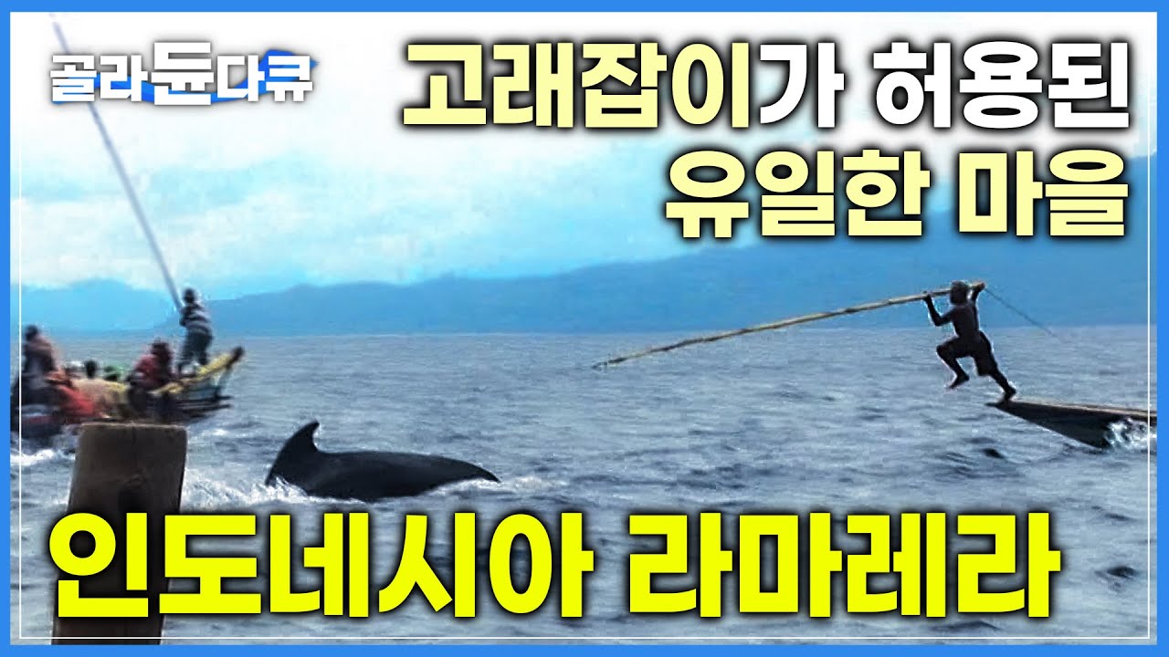 농사도 낚시도 불가능한 땅 1년 내내 고래만 기다리는 사람들│작살 하나면 충분한 전통 고래잡이│고래 해체│인도네시아 라마레라