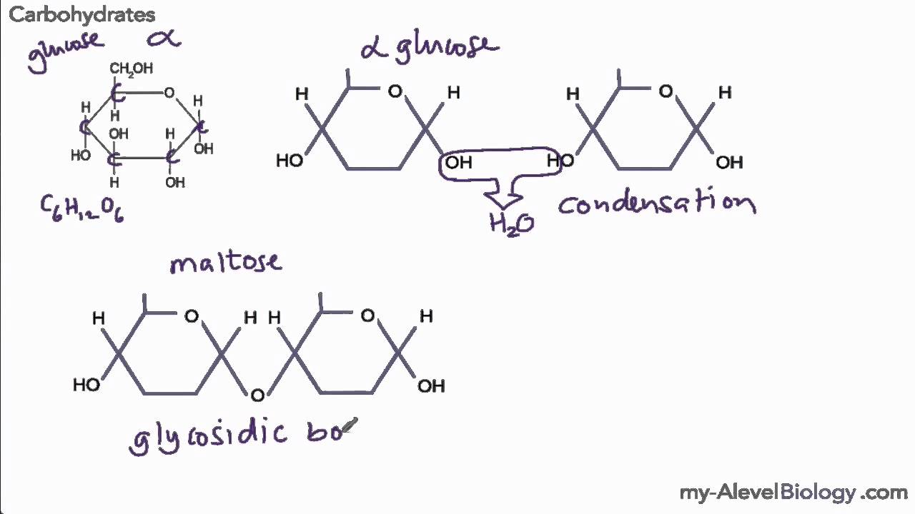 AQA AS Biology 3.1.2 - Carbohydrates - www.examvault.net - YouTube