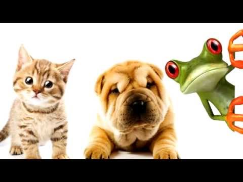 Dog, cat, and frog singing | The Pet band - YouTube