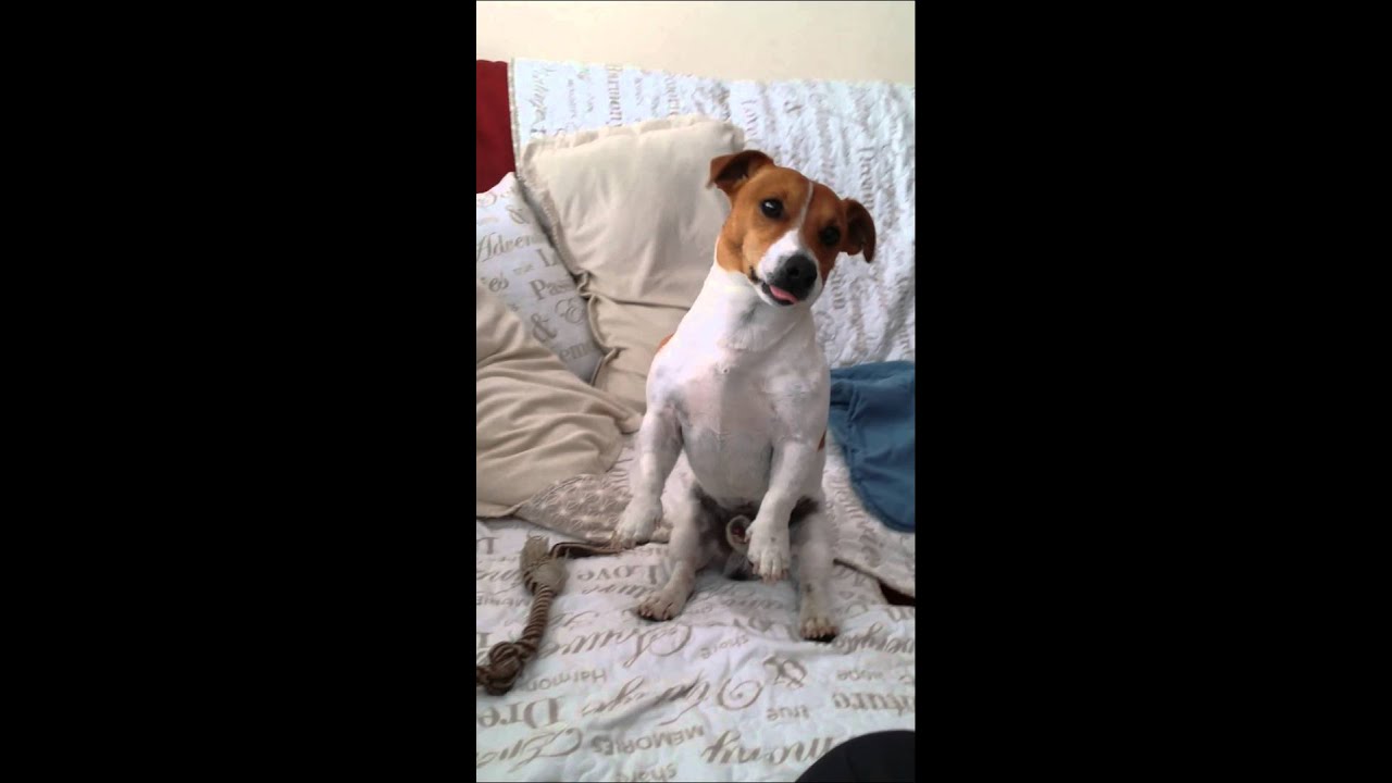Funny Jack Russell Terrier dog - YouTube