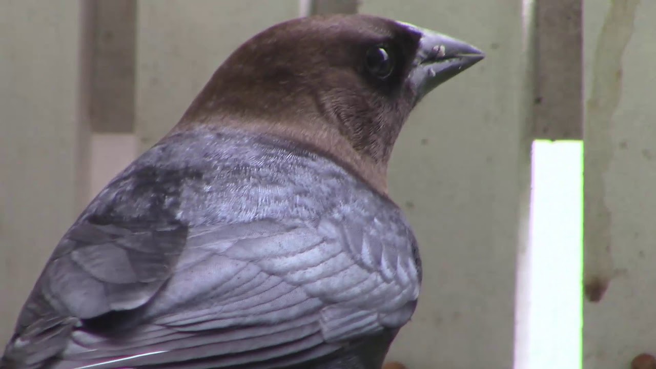 A Birding Minute: The Brown Headed Cowbird - YouTube