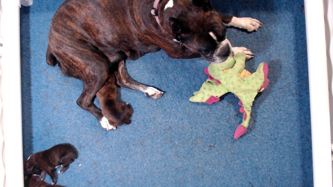 WATCH the LITTERS of PENNY'S BOXER PUPPIES Live! - YouTube