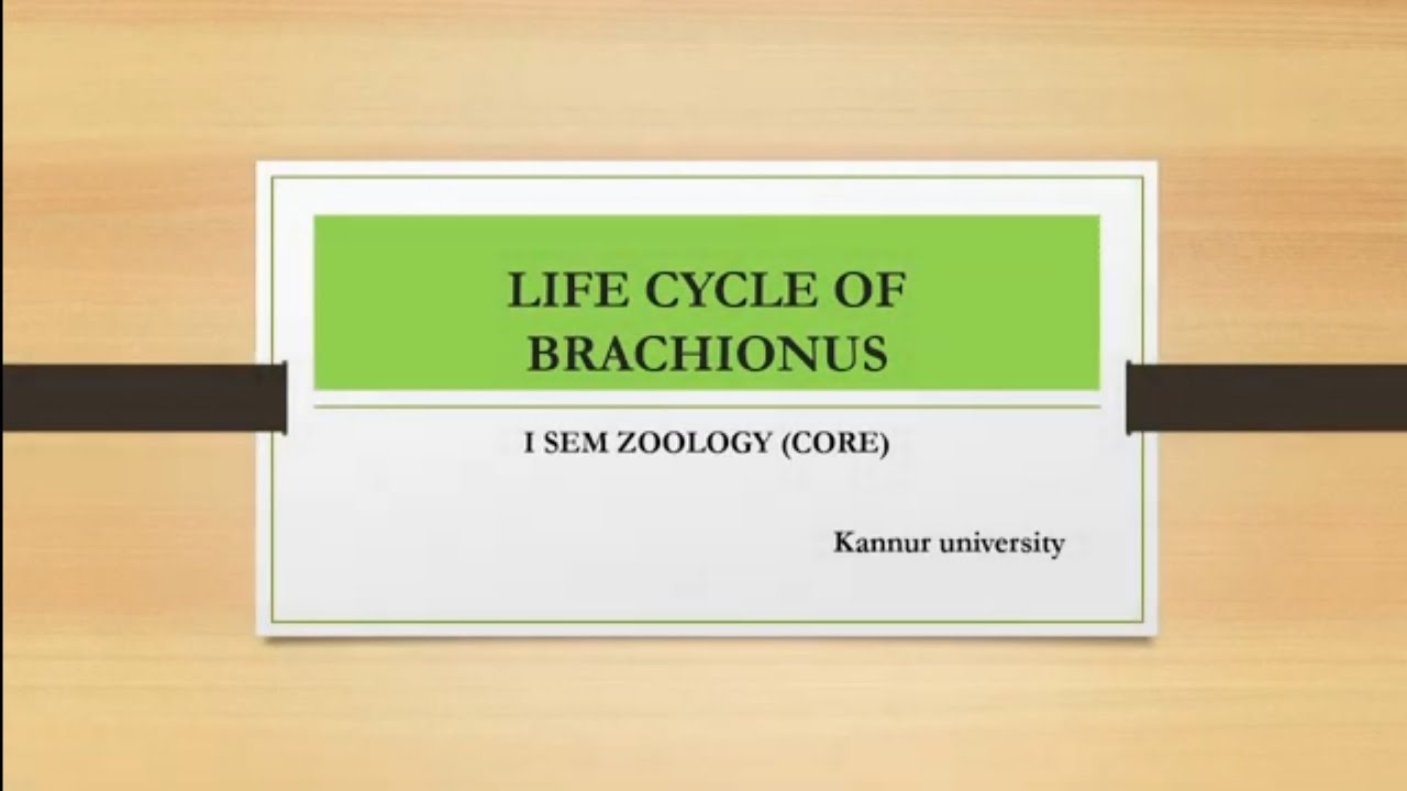Life cycle of Brachionus - YouTube