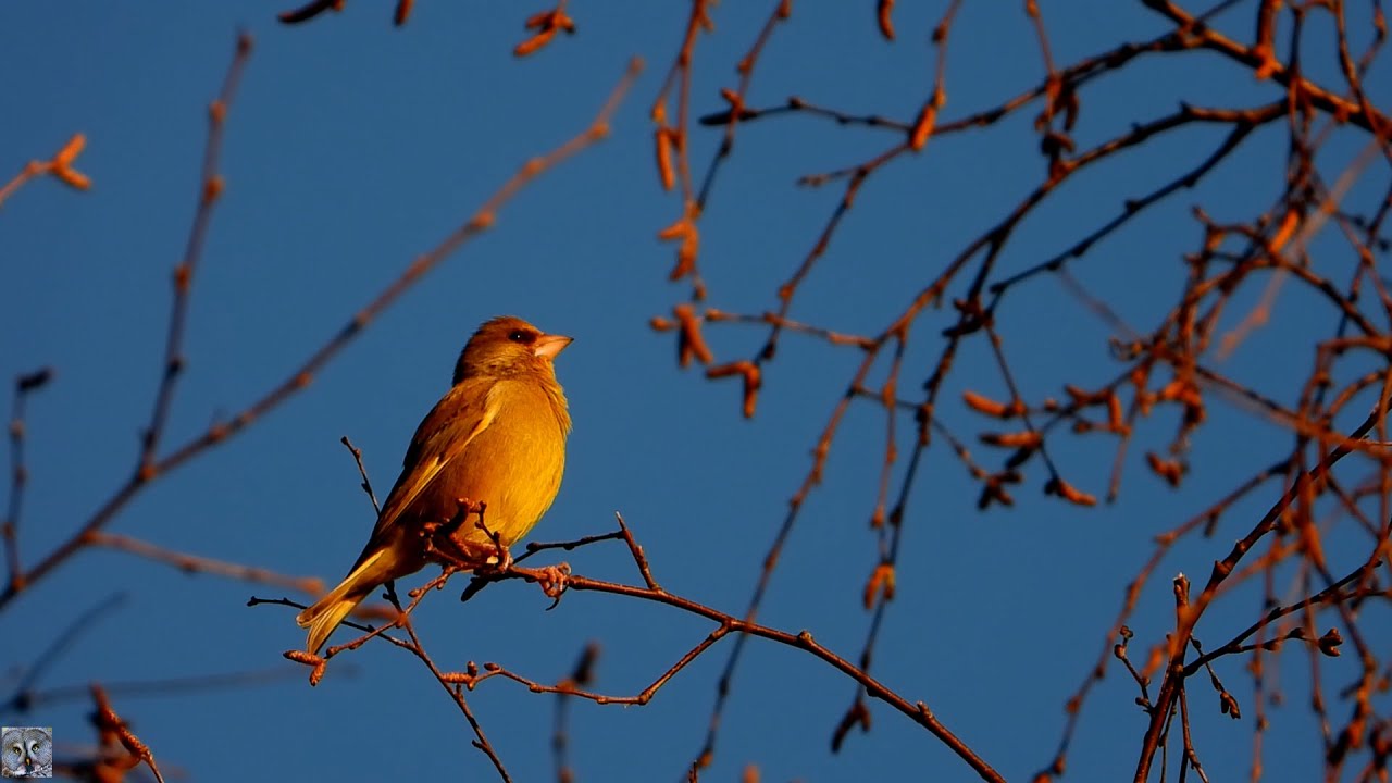 Greenfinch call and song, Grønnfink, Обыкновенная зеленушка голос ...