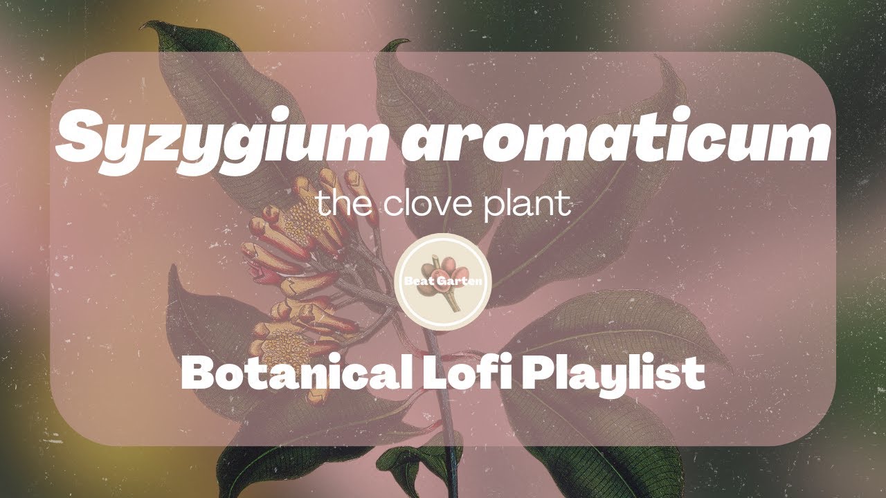 Syzygium aromaticum: All About the Clove Plant - YouTube