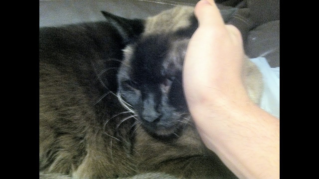 smacking a cat - YouTube