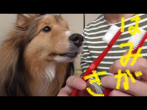 【可愛いシェルティ】歯磨きしましょうCute Sheltie:Let's brush your teeth - YouTube