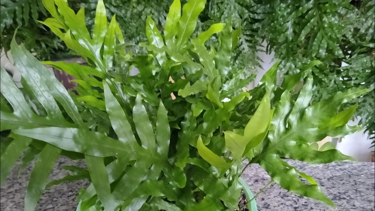 Samambaia _ Jamaica Mudando De Vaso + Dicas!! - YouTube