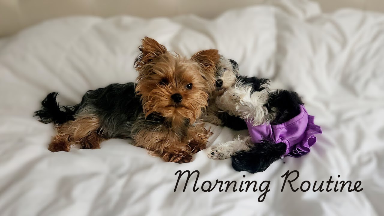 Yorkie Morning Routine 🐾 | Playtime, Breakfast & Cozy Couch Moments ...