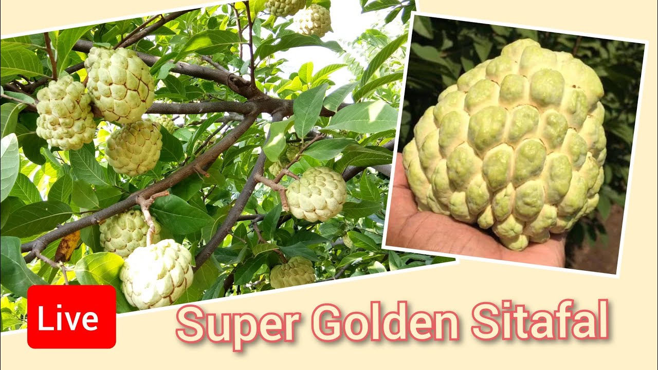 Golden sitafal Fruit Live Test l 9106310963 - YouTube