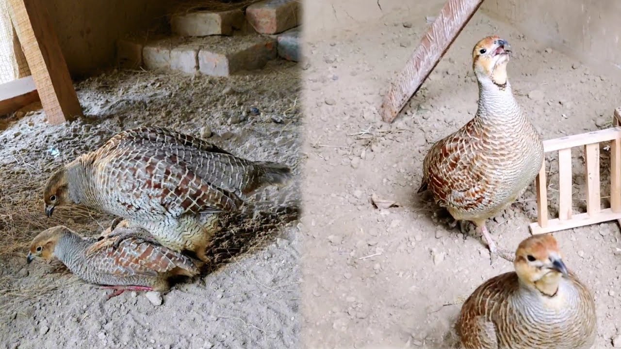 Teetar breeding season | teetar ki awaaz | teetar awaz | teetar eggs ...