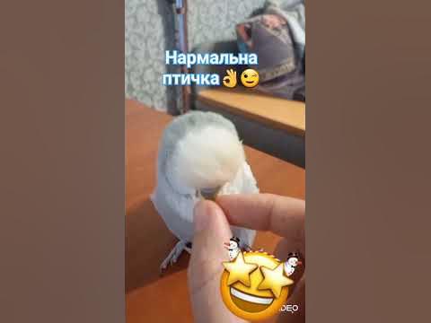 Букля 🥰 ️ - YouTube