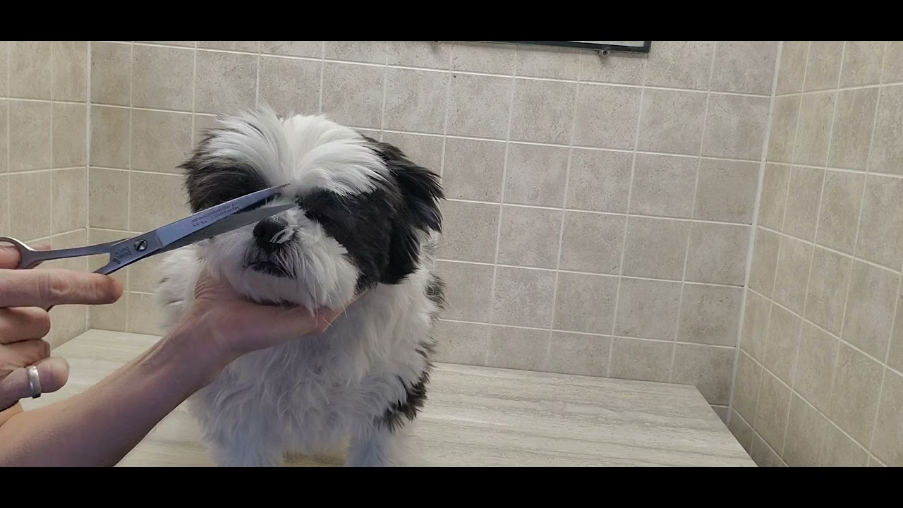 Trimming a dogs face with scissors demo, Shih-Tzu X, dog grooming - YouTube