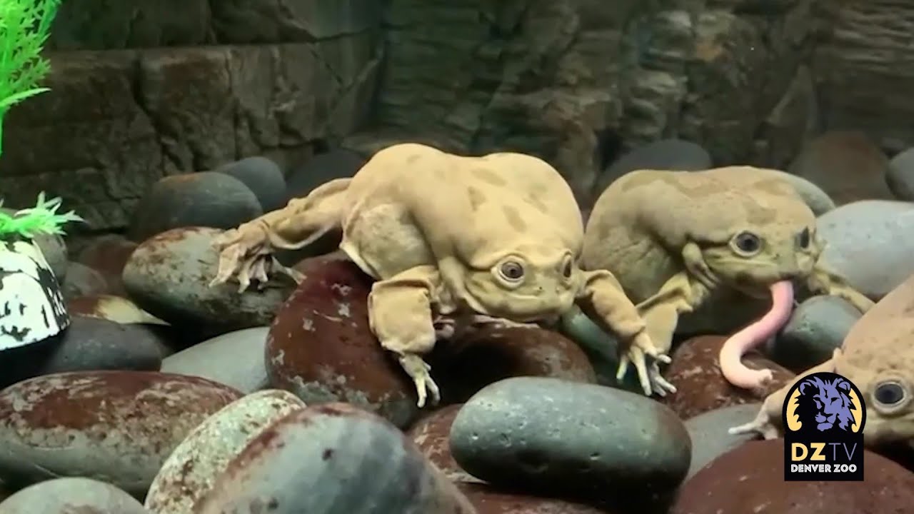 Favorite Posts of 2021: Lunchtime For Our Lake Titicaca Frogs - YouTube