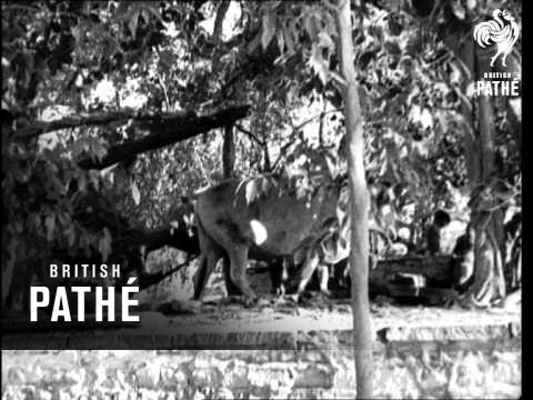 India (1942) - YouTube