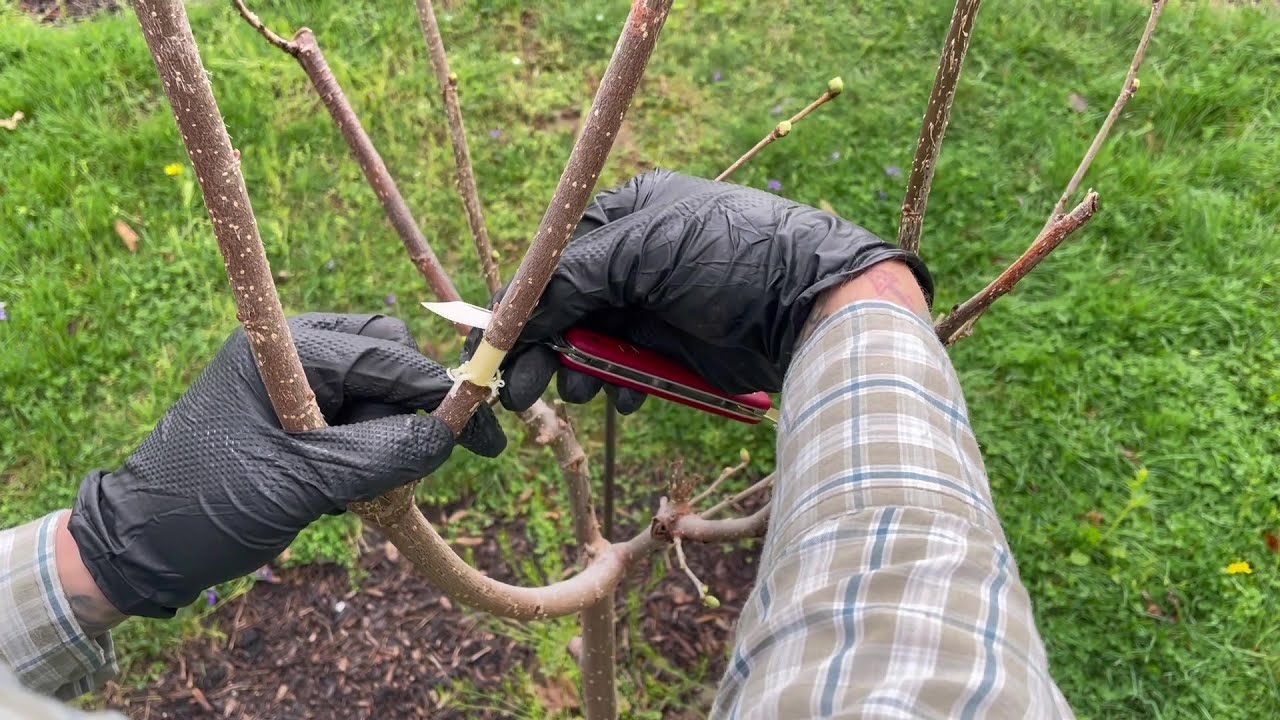 Air Layering an Illinois Everbearing Mulberry - YouTube