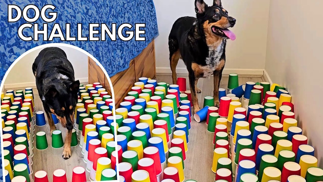 Dog Obstacle Challenge! Paw placement can be difficult! - YouTube