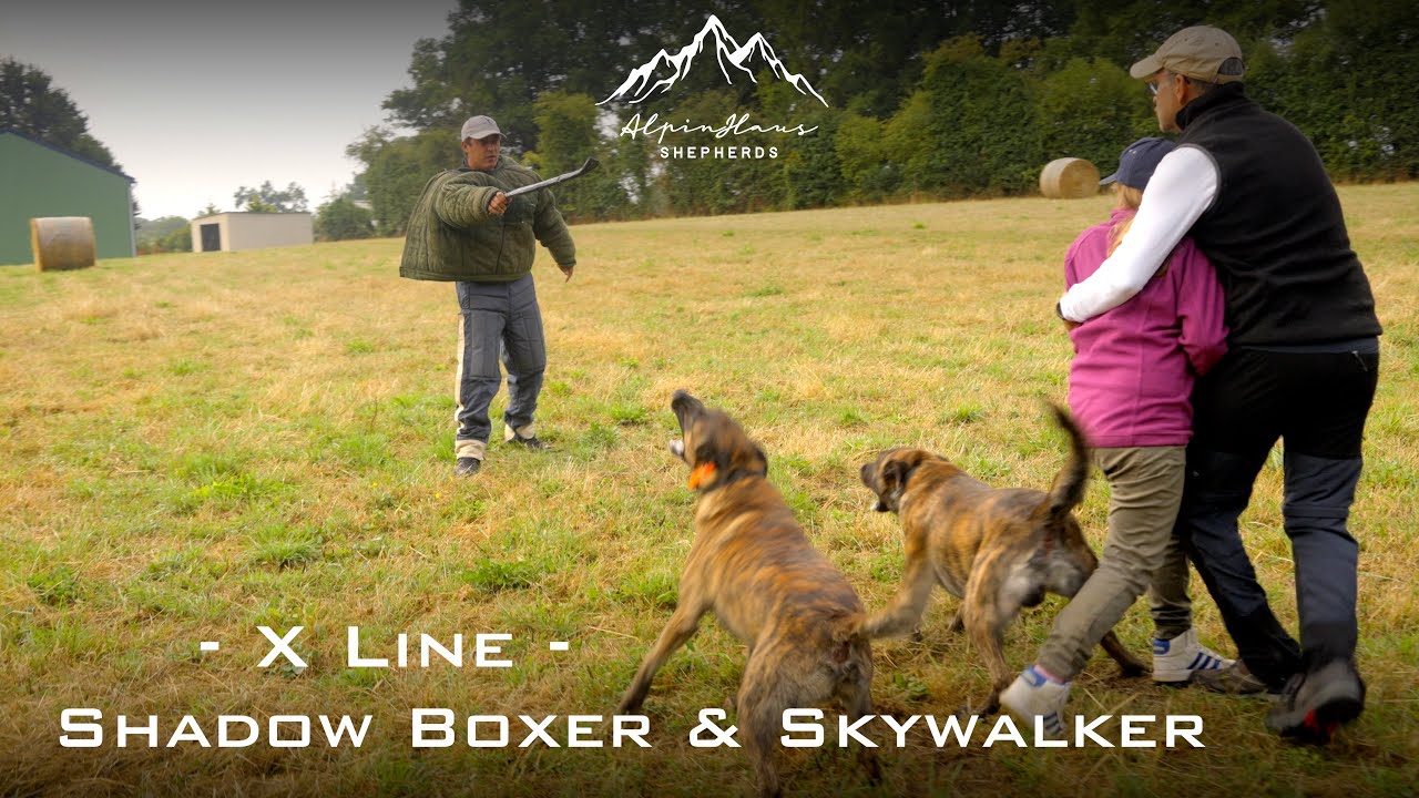 X Line 2 Dog Protection Team: Shadow Boxer & Skywalker - YouTube