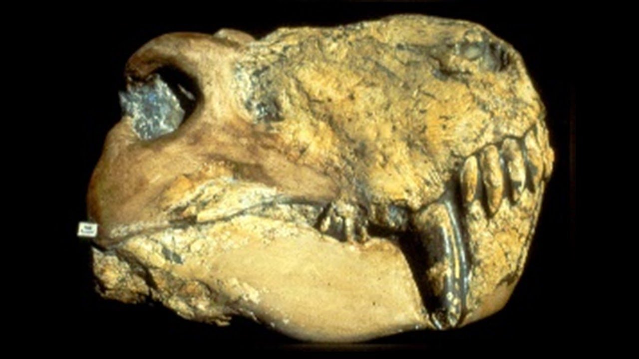 Dr Bruce Rubidge The Palaeontology of South Africa - YouTube