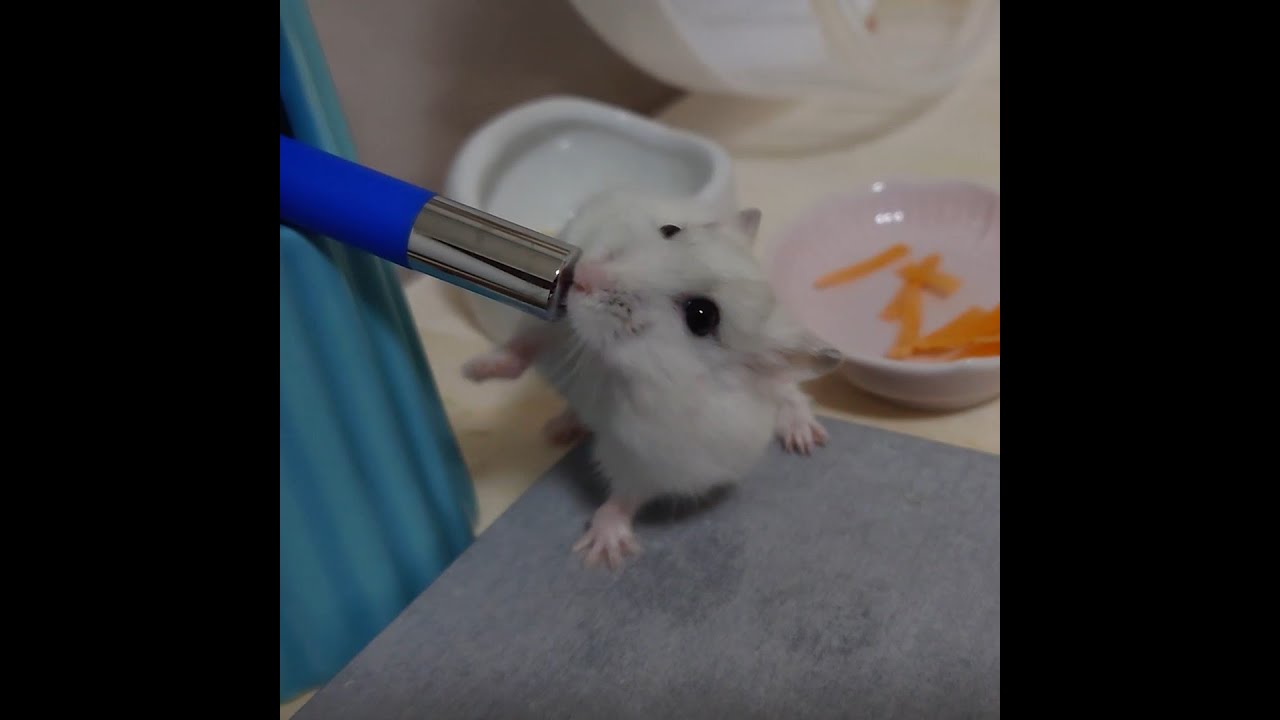 tiny hamster buzzing and guzzling away as soon as wake up - YouTube