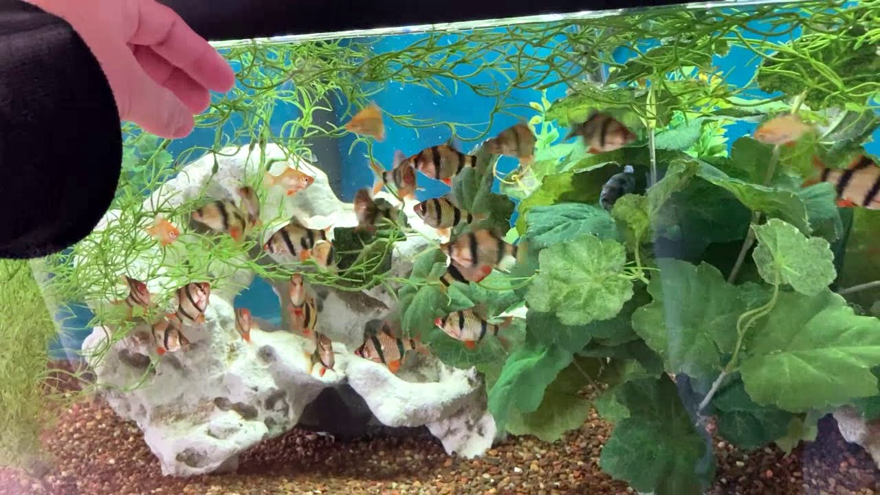 2021 NEW TIGER BARB AQUARIUM! I MOVED!!! Plus Feeding! - YouTube