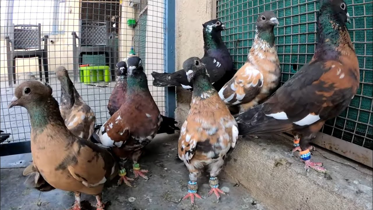 Maqbool Bhai ke Kabray Guldaar Kabutar - YouTube