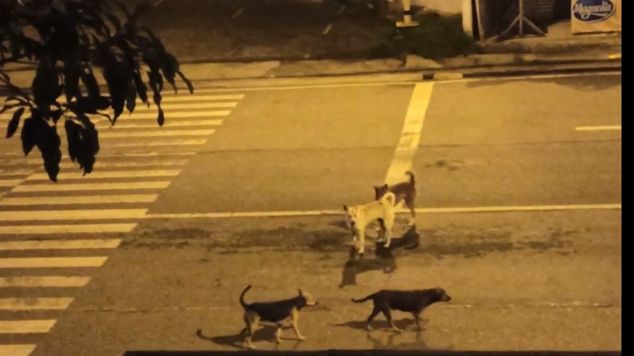 ang mga aso sa daan. - YouTube