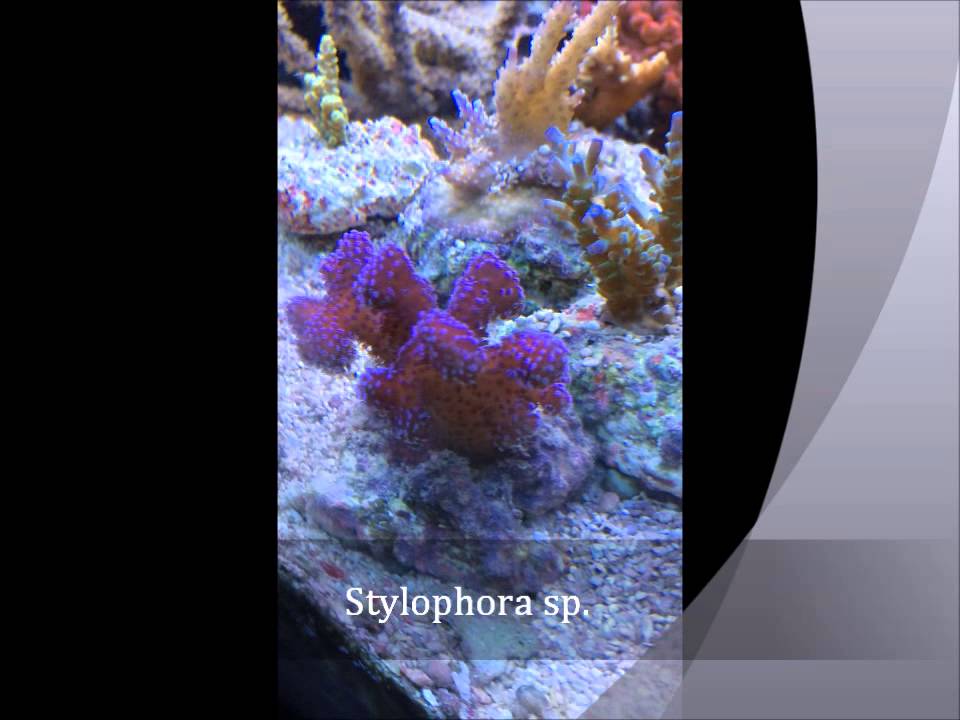 Stylophora sp. SPECIMEN UNIQUE - YouTube