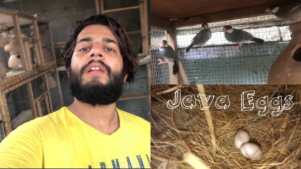 Java Breeding Setup Java Eggs Java Sparrows Breeder Pairs Youtube