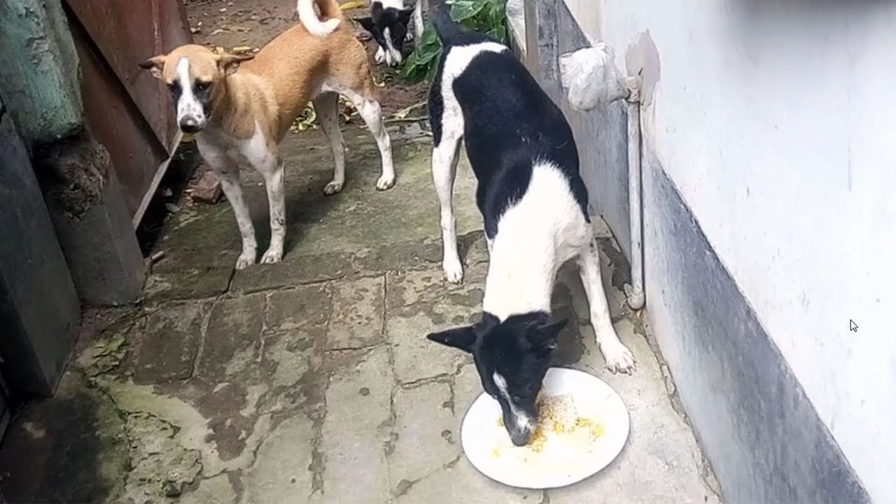 Hungry friendly stray dog | Homeless Dogs - YouTube