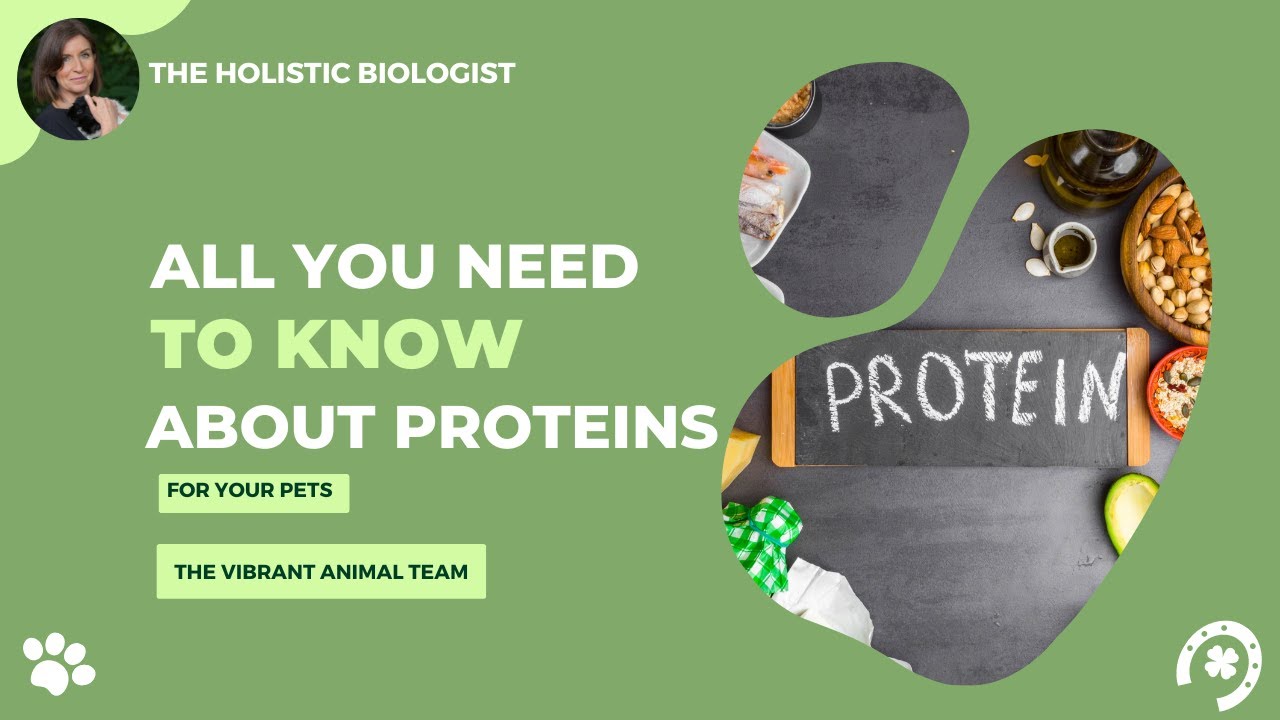 ALL You Need to Know about PROTEINS For Your Cats & Dogs - With The ...