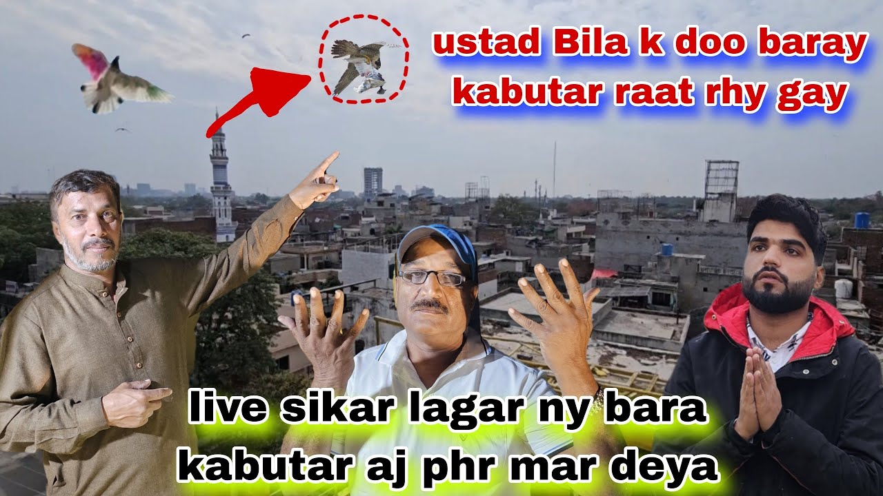 Live sikar lagar ny bara salara kabutar ko Mar deya🥹ustad Bila k baray ...