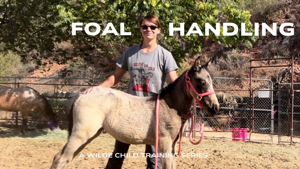 FOAL HANDLING // Episode Three || Weaning - YouTube