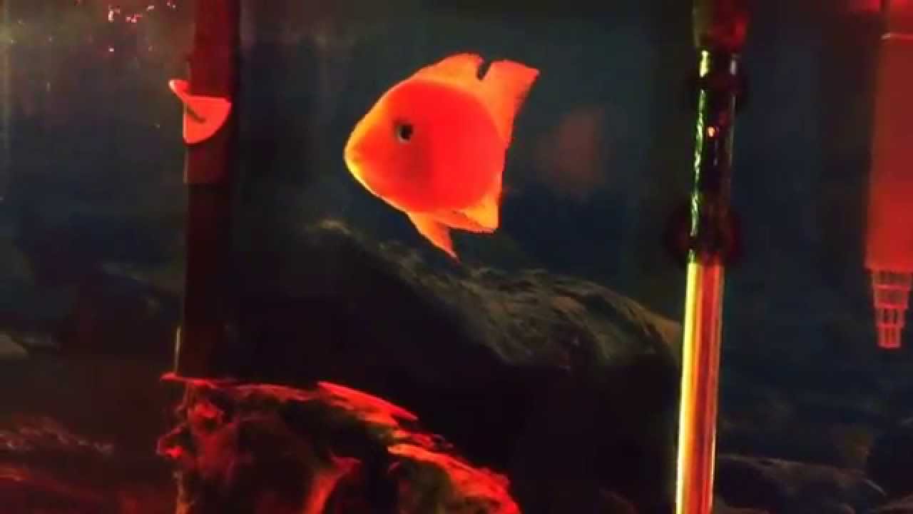 SKKP Super King Kong Parrot Fish - YouTube